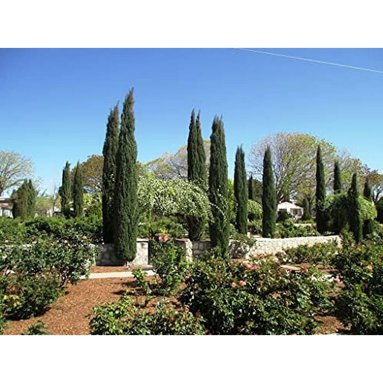 Italian Cypress Trees In Florida Live Outdoor Potted Italian Cypress