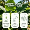 Elephant Ear for Planting-Tropical Accent for Lawn and Walkways-Garden ...