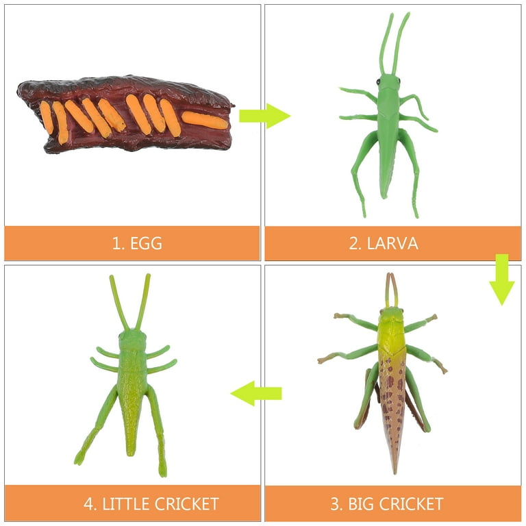 Life Cycle Of A Cricket Jerusalem Crickets (Orthoptera: