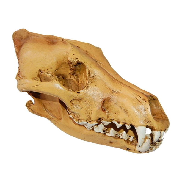 Xinxinyy Fake Realistic Skull Resin Replica Teaching Head Skeleton ...