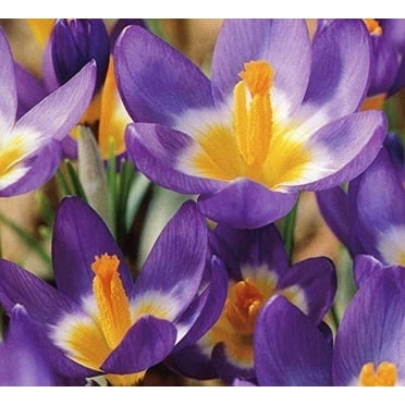 Saffron Crocus 10 Bulbs - Rare Spice - Organic Crocus Sativus - Walmart.com