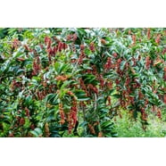 SEEDS = = Kadam Tree 20 Seeds -Orange Flowers sweet fragrance ...