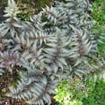 Fern-A. Japanese Painted ~ Athyrium niponicum 'Pictum' - 1 Gallon Pot ...