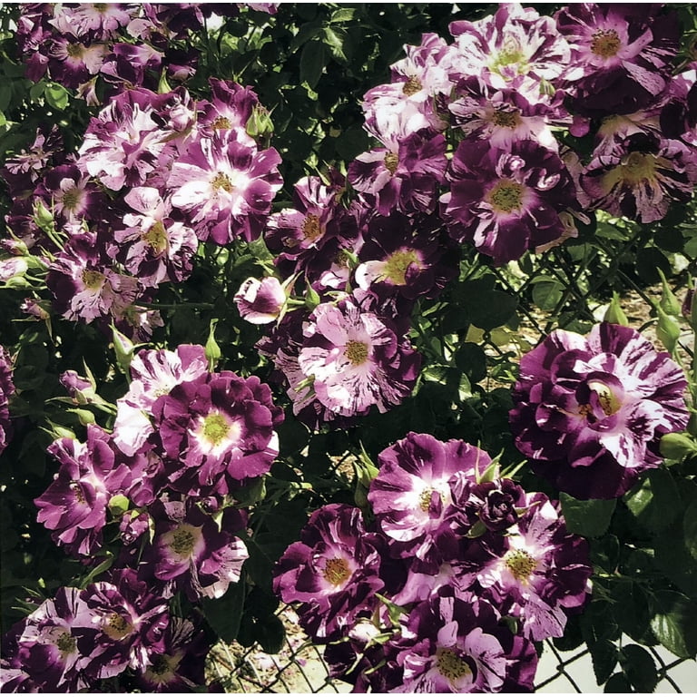 Purple Splash Climbing Rose