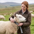 High-Strength Nylon Livestock Collar with Bell, Anti-Lost Collar for ...