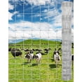 Cattle Fence 6Ft x164Ft - Heavy Duty Galvanized Wire Fencing for Hog ...