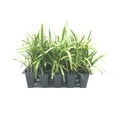 Agapanthus Africanus 'Lily of The Nile' - 10 Live Plants - 2" Pot Size ...