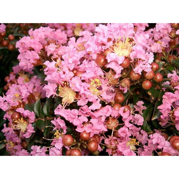 35 Light PINK CREPE MYRTLE Crape Tree Shrub Lagerstroemia Indica Flower ...