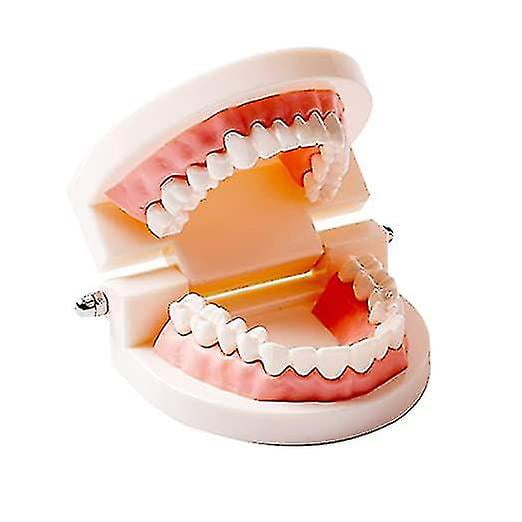 Dental Standard Tooth Model Tooth Model Tooth Model Teaching Dentures ...