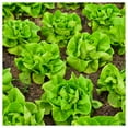 Everwilde Farms - 1/4 lb Bibb Butterhead Lettuce Seeds - Gold Vault ...