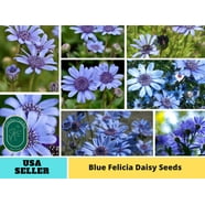 30 Rare Blue Climbing Rose Bush Seeds, Authentic Mix Seeds for Planting ...