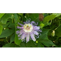 Maypop Purple Passionflower - Walmart.com