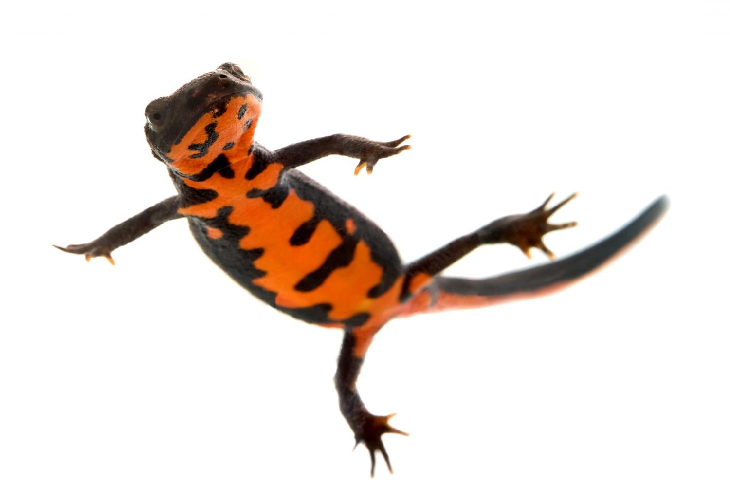 Fire Belly Newts