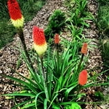 2 Bareroot Red Hot Poker/Torch Lily/Kniphofia/Poker Lily - Walmart.com