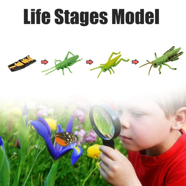 Cricket Life Cycle Of A Growth Stage Model Educational Plant Growth ...