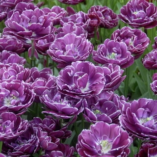 Bombastic Red Double Late Tulip - 6 Bulbs - 12/+ cm Bulbs - NEW ...