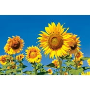 Ruby Passion Sunflower Flowering Seeds, 15 seeds per pack - Walmart.com