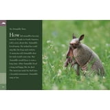 Amazing Animals: Armadillos (Paperback) - Walmart.com