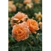 Tutti Frutti Apricot Delight Yarrow - Achillea for Sun Lovers - Garden ...