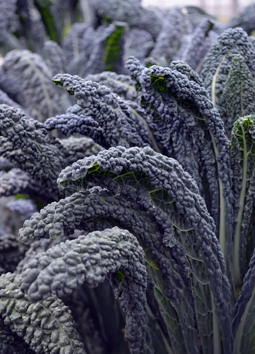 Black Magic Kale Plant - 3" Pot - Winter Hardy - Ornamental and Edible ...