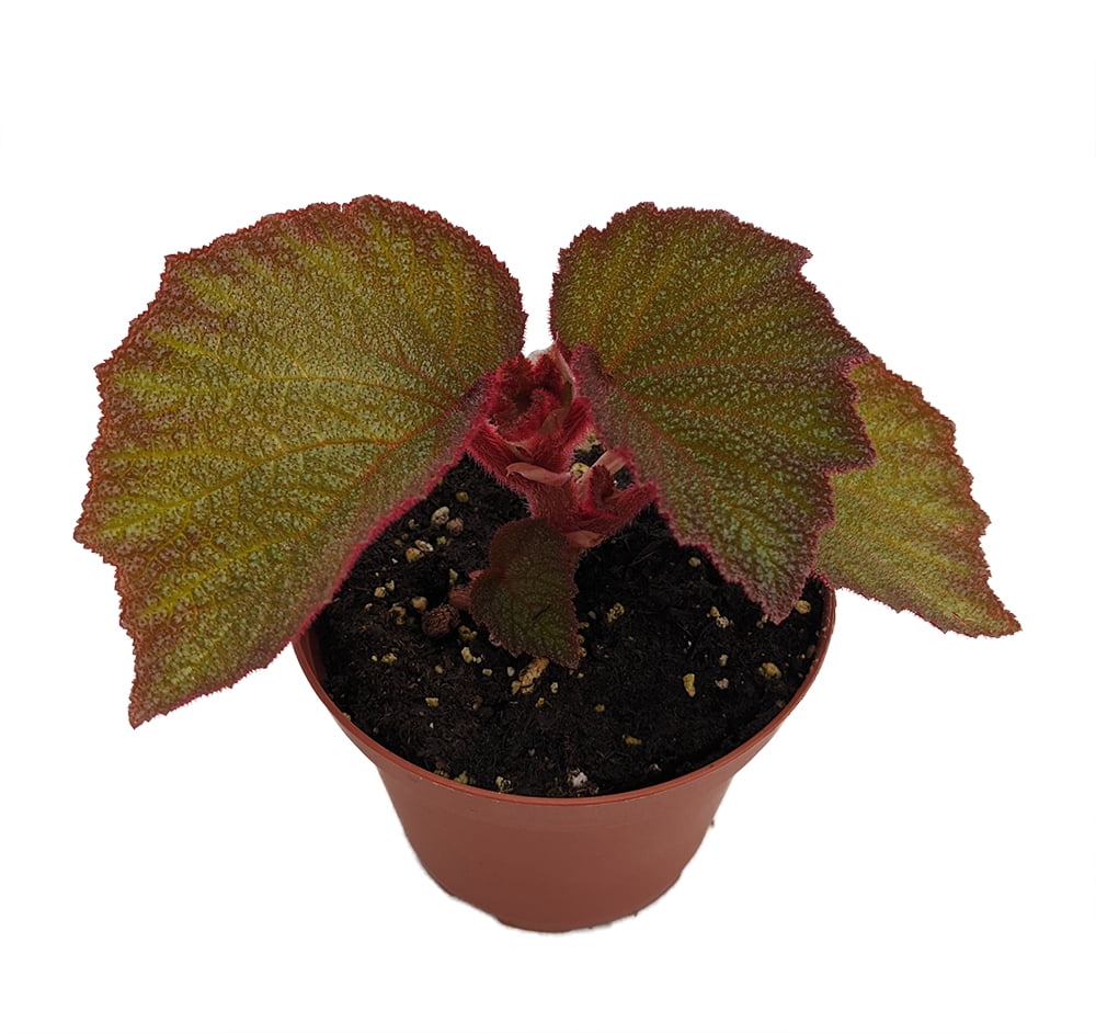 Exotic Morocco Begonia Plant - 3.75" Pot - Large Leaves - Collector's ...