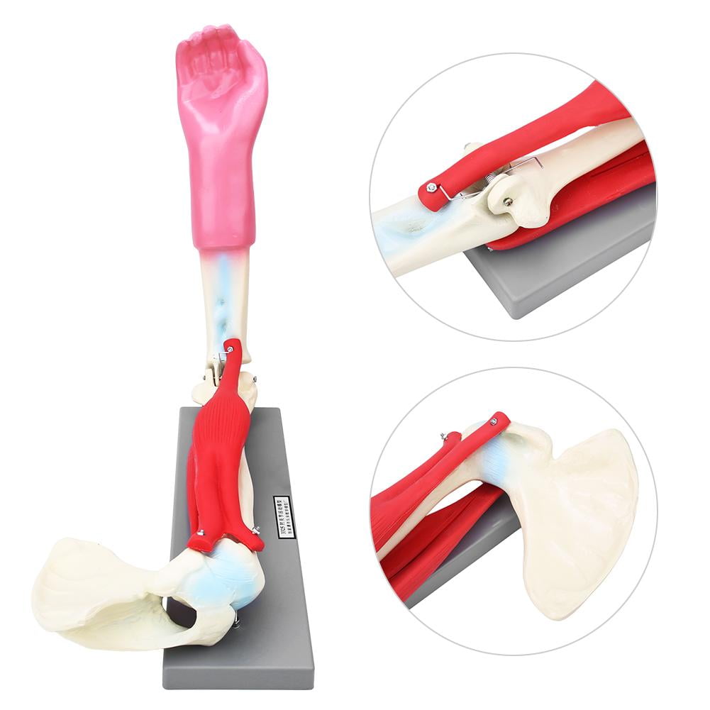 Buy Senjay Anatomical Elbow Model,Arm Model,Arm Moving Model Anatomical ...
