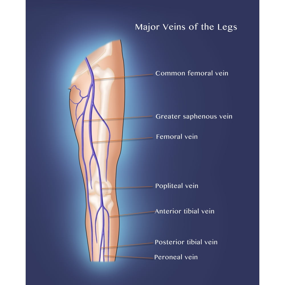 Major Veins Of The Leg Poster Print By Monica Schroederscience Source 24 X 36