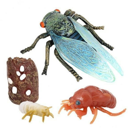 2x 4 Piece Life Cycle Figures, Plastic Cicada Toy Figure - Authentic ...