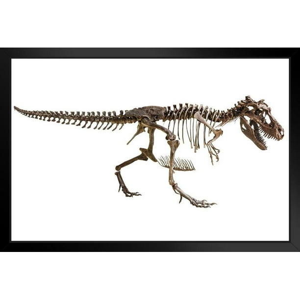 Tyrannosaurus Rex Trex Dinosaur Full Body Skeleton Bones Dinosaur ...