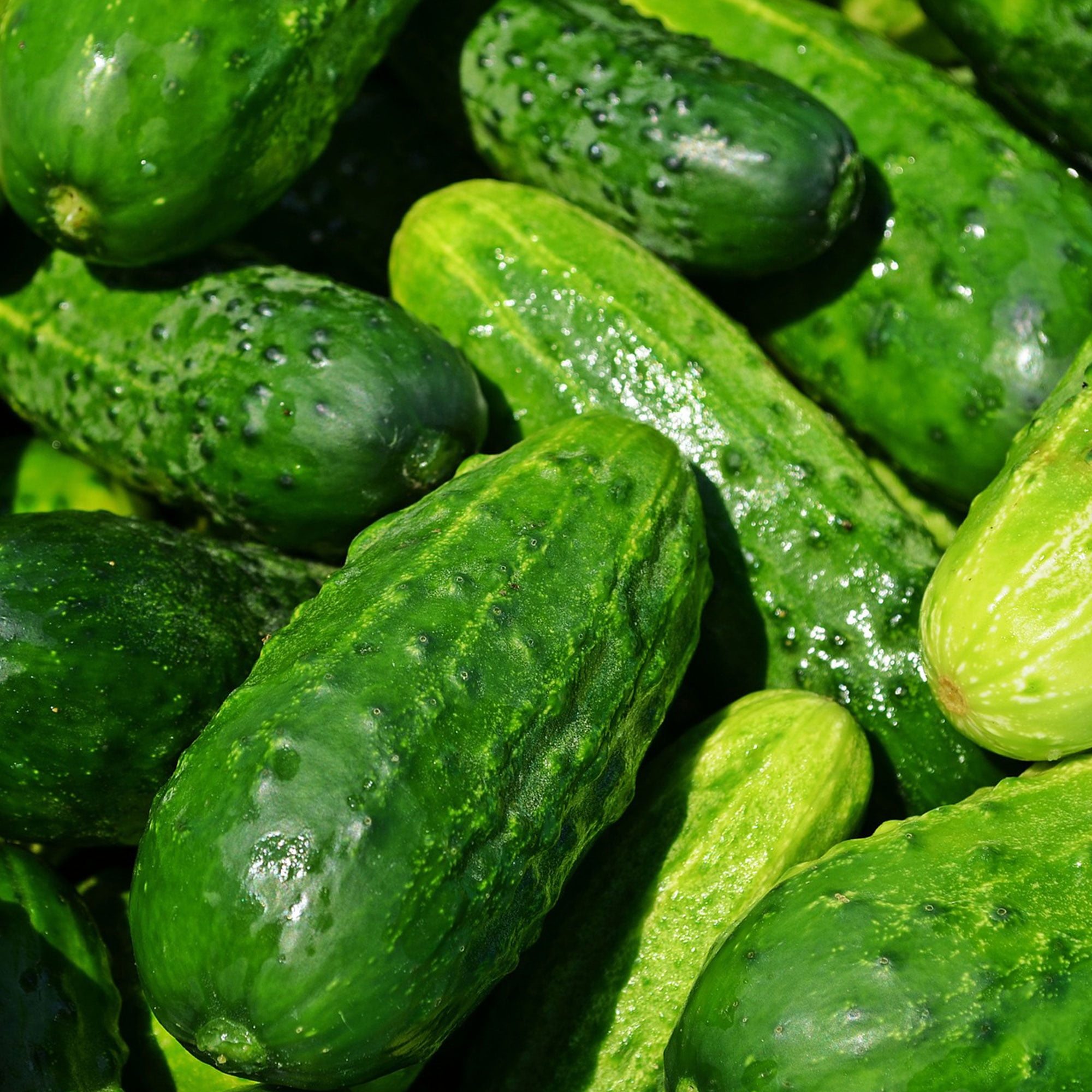 Cucumber Seeds - Sumter - 3 g Packet ~100 Seeds - Cucumis sativus ...