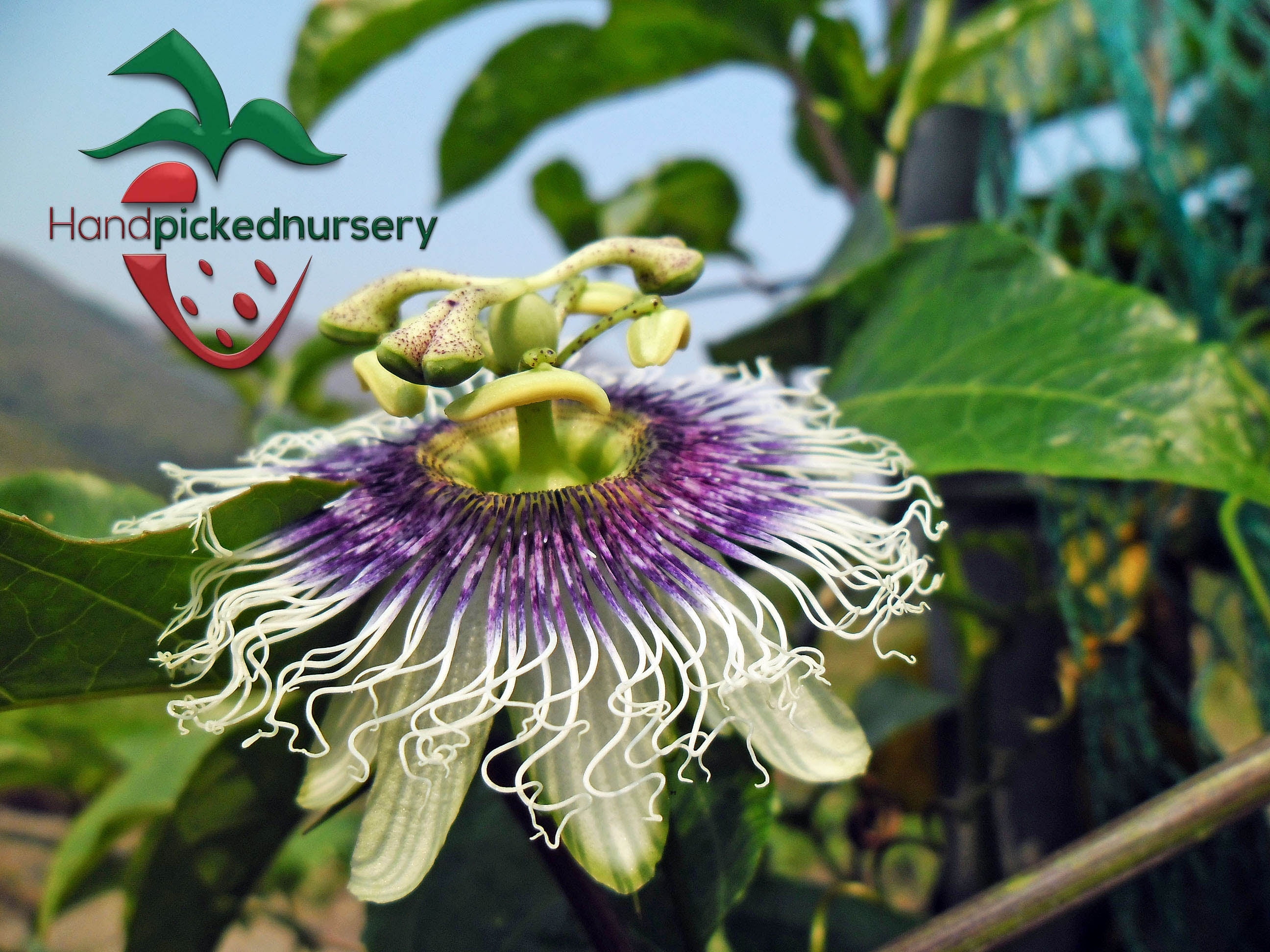 Craft Supplies & Tools Purple Passiflora Edulis Passion Fruit Tree Live ...