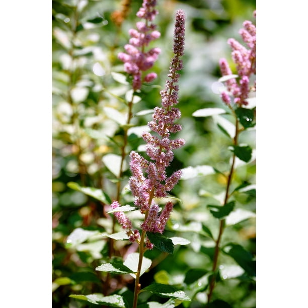 50 Pink STEEPLEBUSH Hardhack Meadow Sweet Spirea Spiraea Tomentosa ...