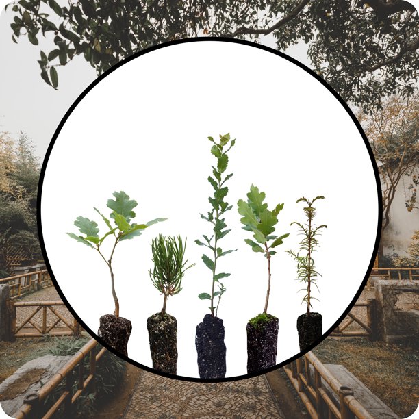 Bonsai Tree Bundle | Collection of 5 Tree Seedlings | The Jonsteen ...