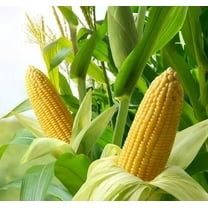 Dinner Getter Deer Food Plot Corn Seeds - 250 Seeds to Grow Deer Food ...