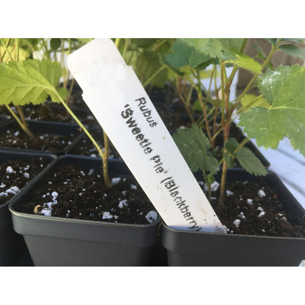 Sweetie Pie Thornless Blackberry – Rubus fruticosus ‘Sweetie Pie ...