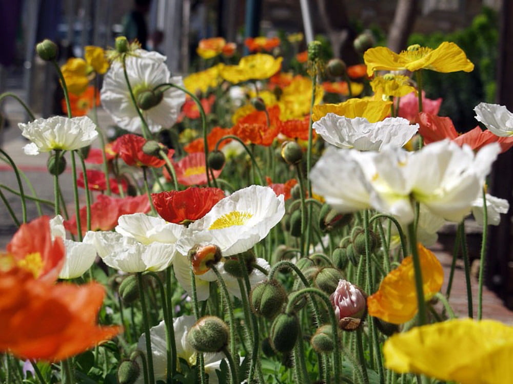 Champagne Bubbles Poppy - Papaver - Quart Pot - Walmart.com