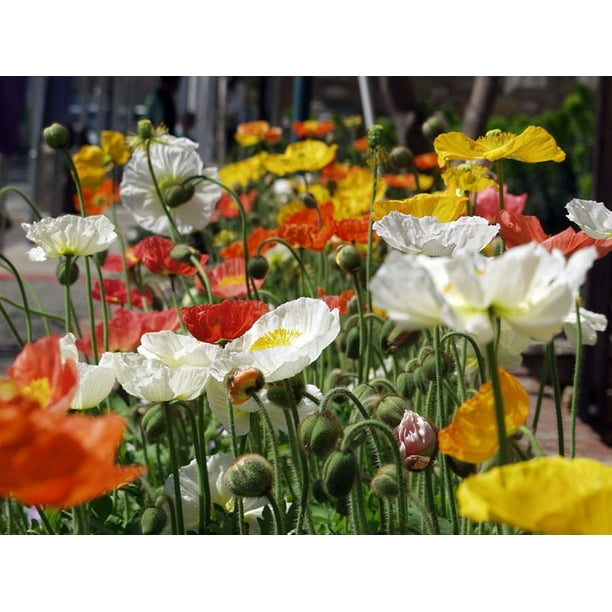 Champagne Bubbles Poppy - Papaver - Quart Pot - Walmart.com