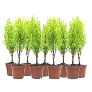 "Lemon Cypress Tree, Cupressus macrocarpa, Dwarf 4.5""-Pot Indoor ...