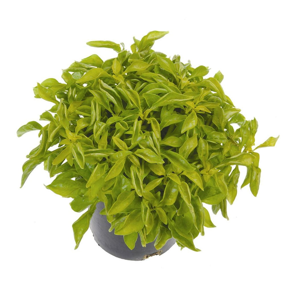 Biblical Yellow St. Joseph's Coat -Alternanthera- Easy Houseplant-2.5 ...