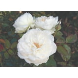 Scentables™ Live Bareroot Bolero Florabunda Rose with Full Sunlight - 2 ...