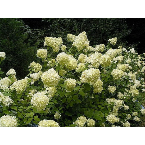 50 PEE GEE HYDRANGEA Paniculata Peegee Panicle White Pink Flower Shrub ...