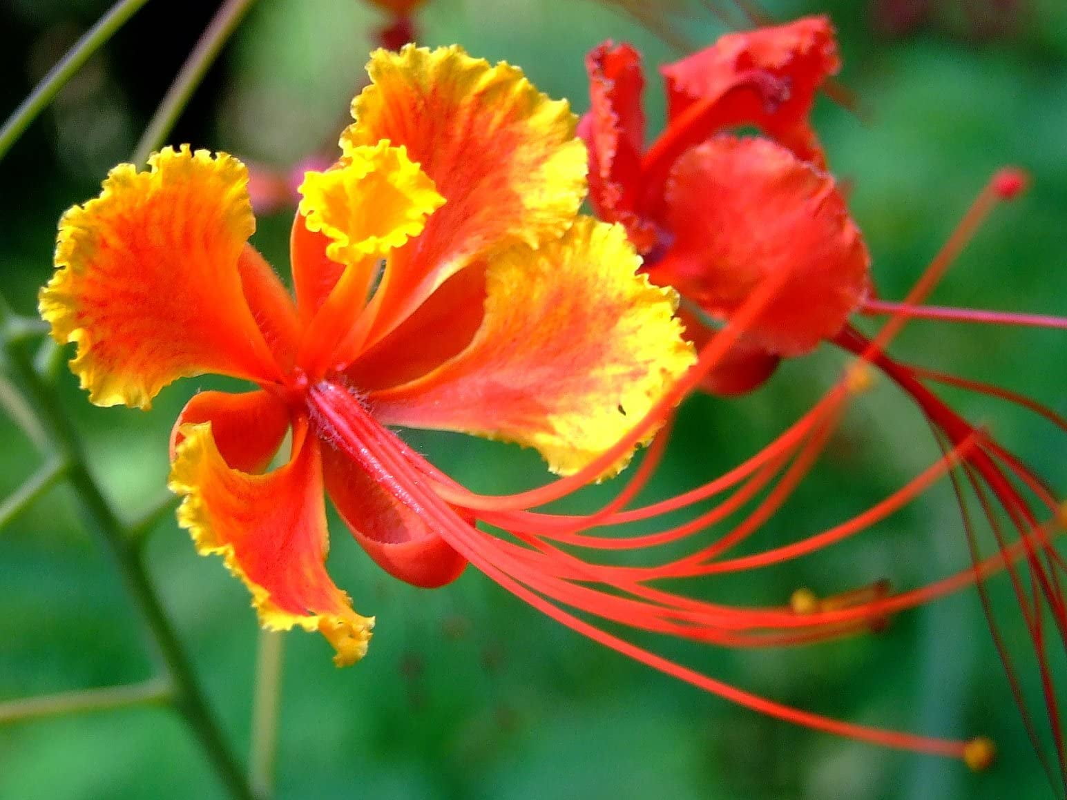 Red Bird of Paradise Flower Seeds for Planting - 10 Seeds - Caesalpinia ...