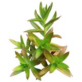 Crassula Capitella Campfire Succulent (2" + Clay Pot) - Walmart.com