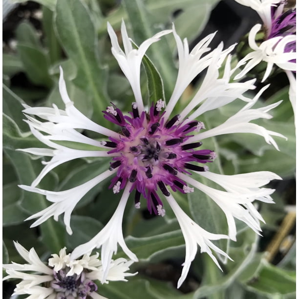 Amethyst in Snow Mountain Bluet - Centaurea montana - Live Plant -Quart ...