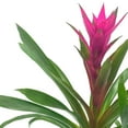 Purple Bromeliad, 4 inch, Guzmania monostachia West Indian Tufted ...