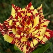 Rare Rose Seeds Meteor Shower Red Yellow Rose Bush 20 Seeds - Walmart.com