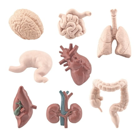 Trayknick 8Pcs/Set Organ Model Toy PVC Brain Lungs Small/Large ...