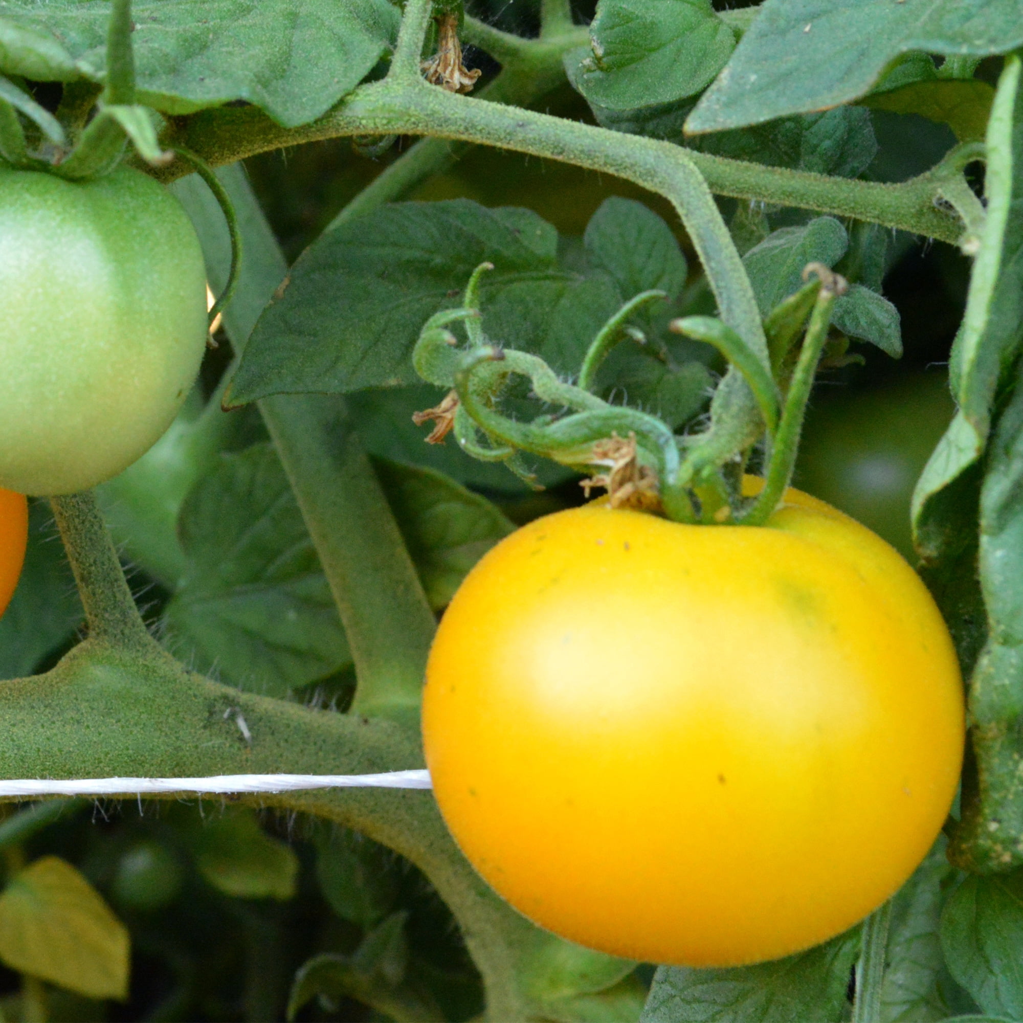 Yellow Perfection Tomato Seeds - 1 Oz ~6800 Seeds - Non-GMO, Heirloom ...