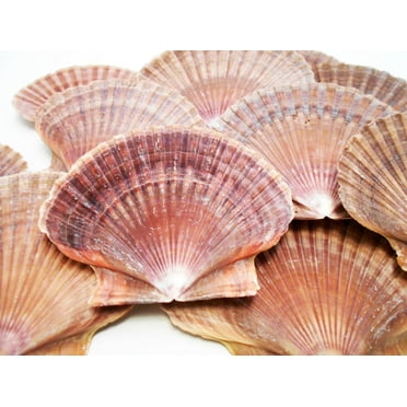 Set of 50 Beautiful Mexican Flat Scallops Shells Seashells (about 3 ...