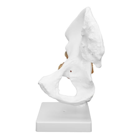 Coxal Bone Model, Bone Model Hip Bone Model Anatomy Hip Model Hip Joint ...